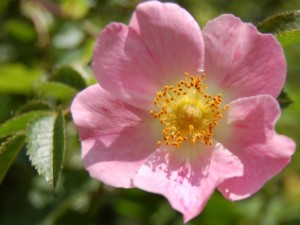 rosier-sauvage | Conseils Coaching Jardinage